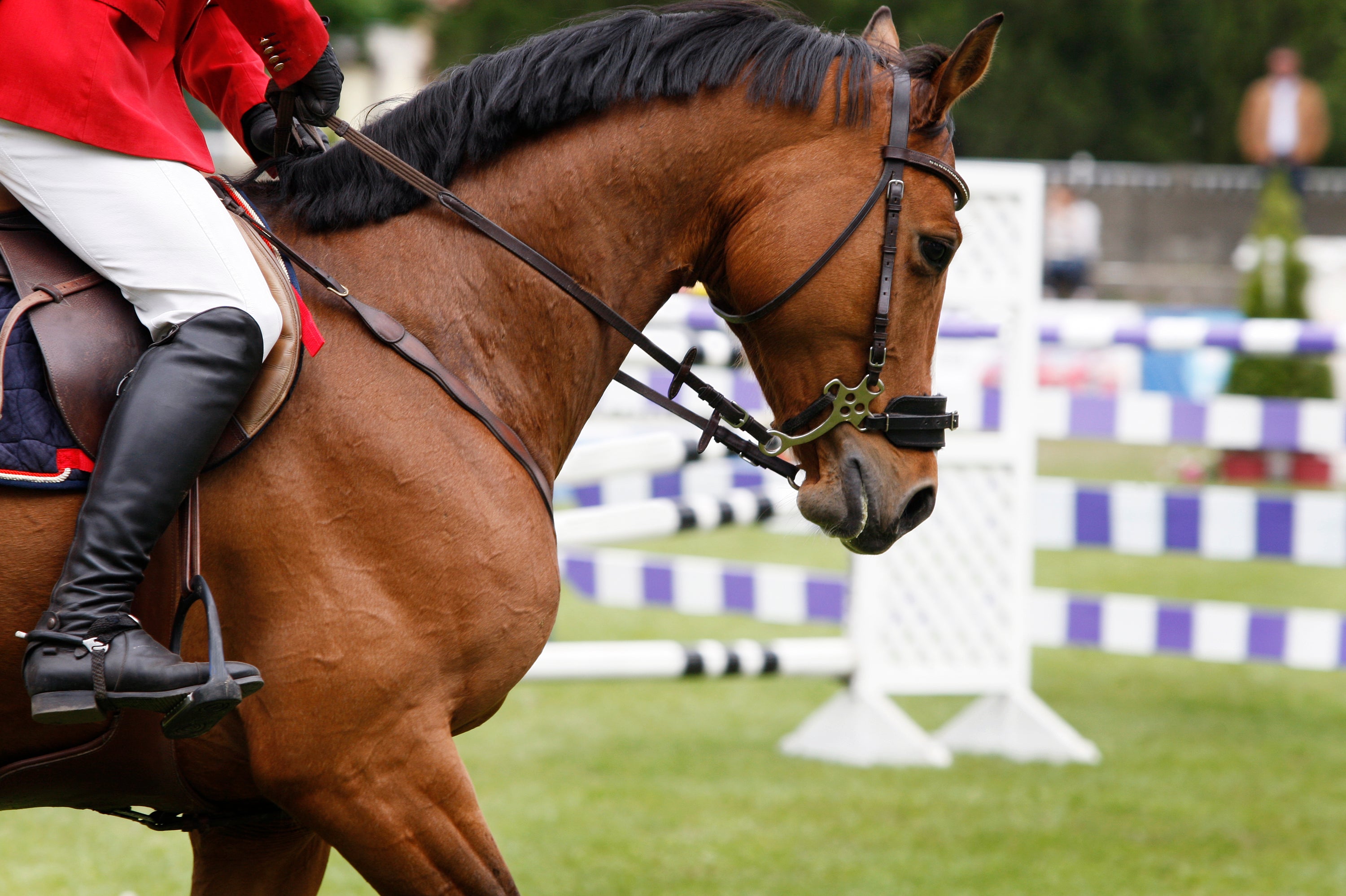 Are you looking for Horse Nutrition expert? – Horse1.eu